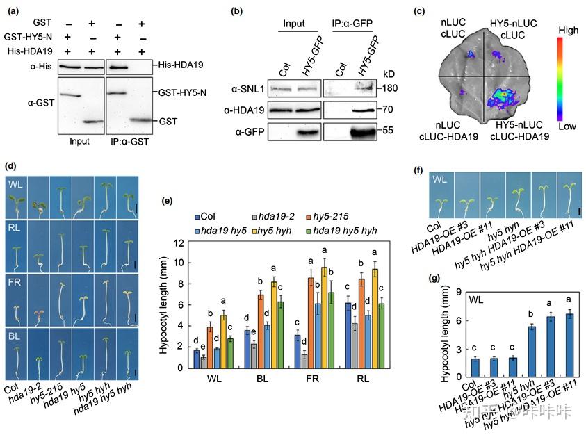 文献解读-组蛋白去乙酰化酶复合体SNL-HDA19 通过拮抗HY5 活性抑制拟南芥的光形态建成 - 知乎