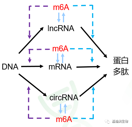 m6A+翻译组——强强联合分析策略汇总 - 知乎