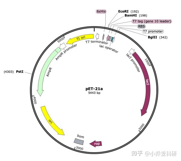 一文了解原核蛋白表达(一) - 知乎