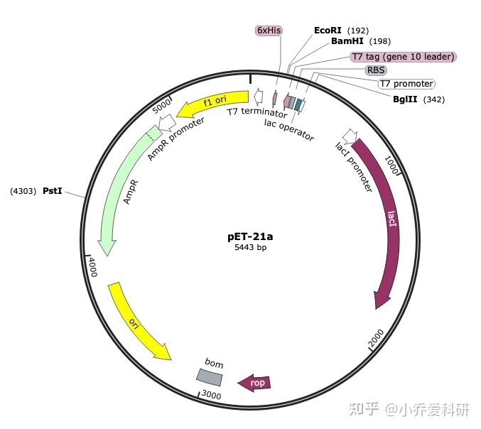 一文了解原核蛋白表达(一) - 知乎