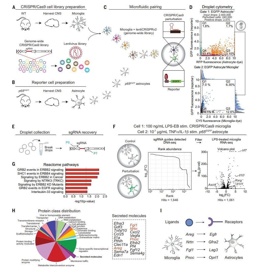 新方法可以这样来研究星形胶质细胞 小胶质细胞相互作用机制 知乎