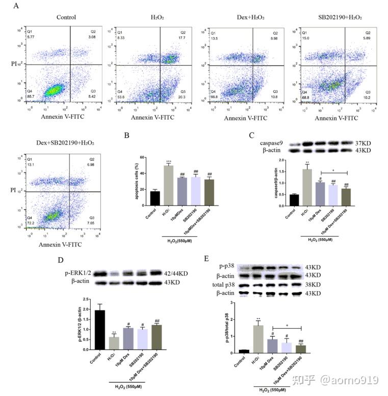 AbMole科研-Dexmedetomidine预处理通过p38MAPK信号通路缓解H2O2诱导的人脐静脉内皮细胞氧化应激和凋亡 - 知乎