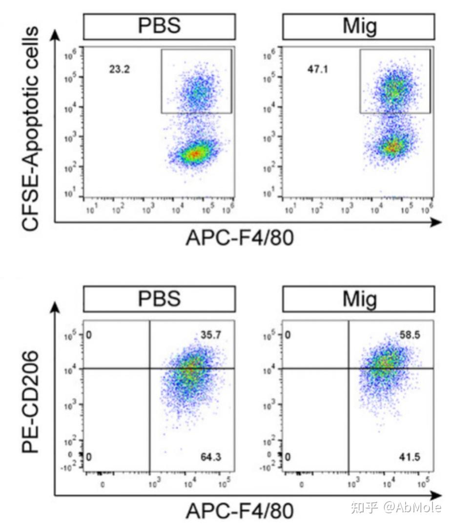 AbMole经典详解| CFDA-SE：细胞增殖与体内示踪，多维度荧光解决方案 - 知乎