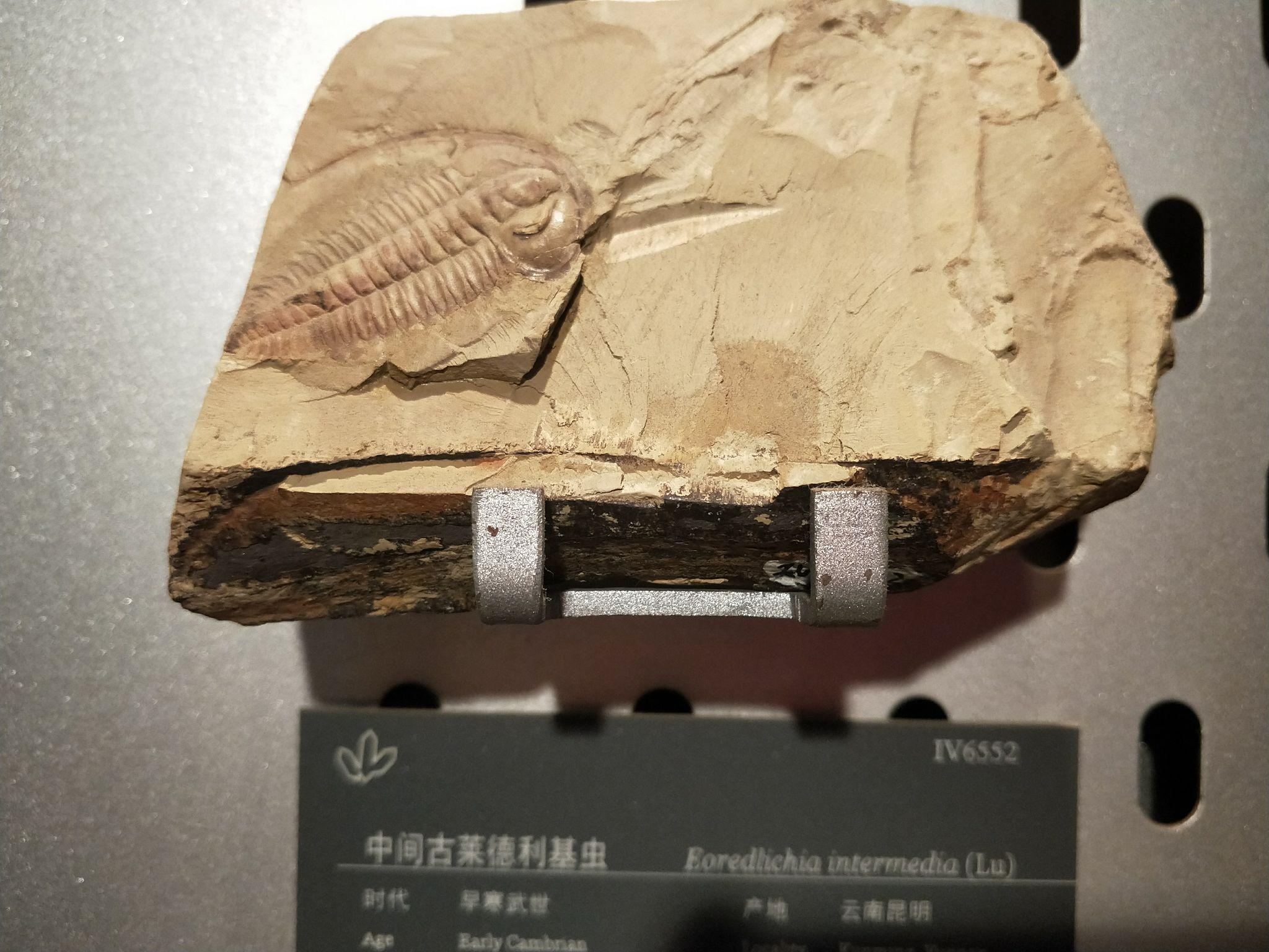 地质博物馆记行：馆藏.寒武纪篇 - 知乎