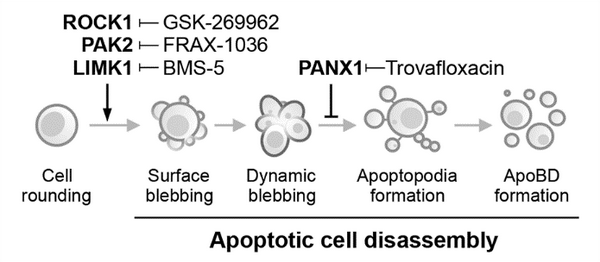 看CRISPR/Cas9基因编辑技术如何玩转药物靶点（二）——激酶特辑 - 知乎
