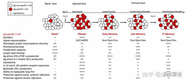 【流式学习】“最强大脑”之--记忆性T细胞 - 知乎