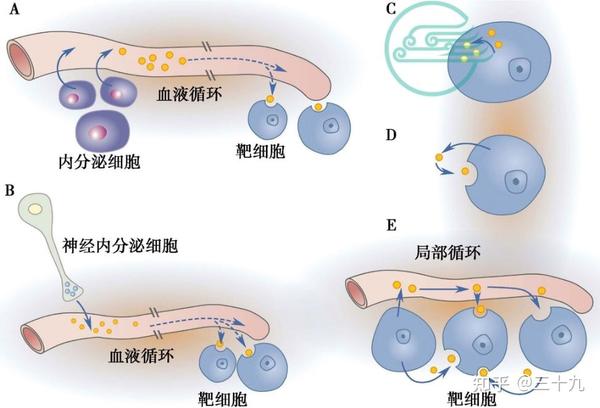 内分泌与激素 - 知乎