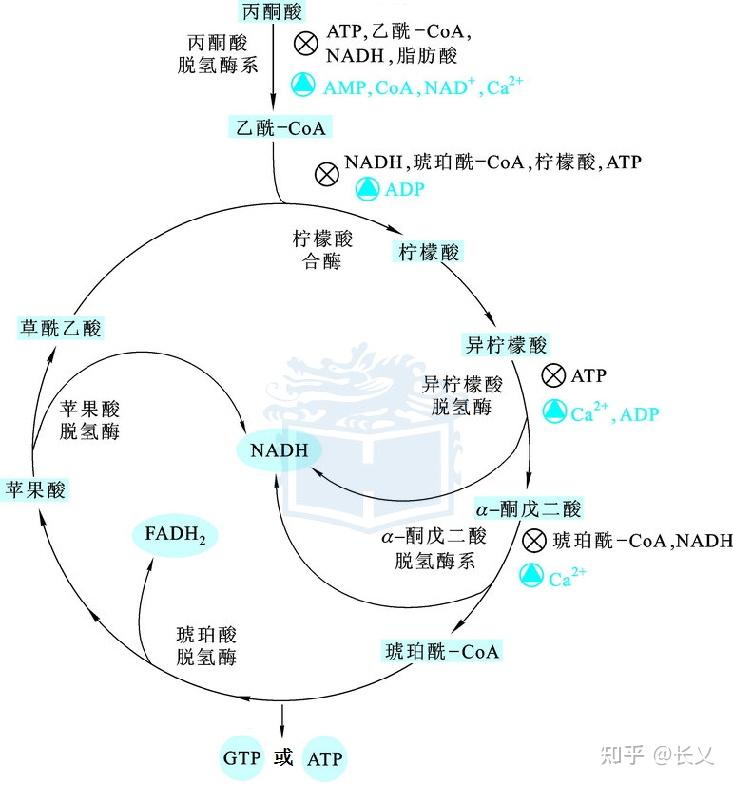 三羧酸循环（TCA循环） - 知乎