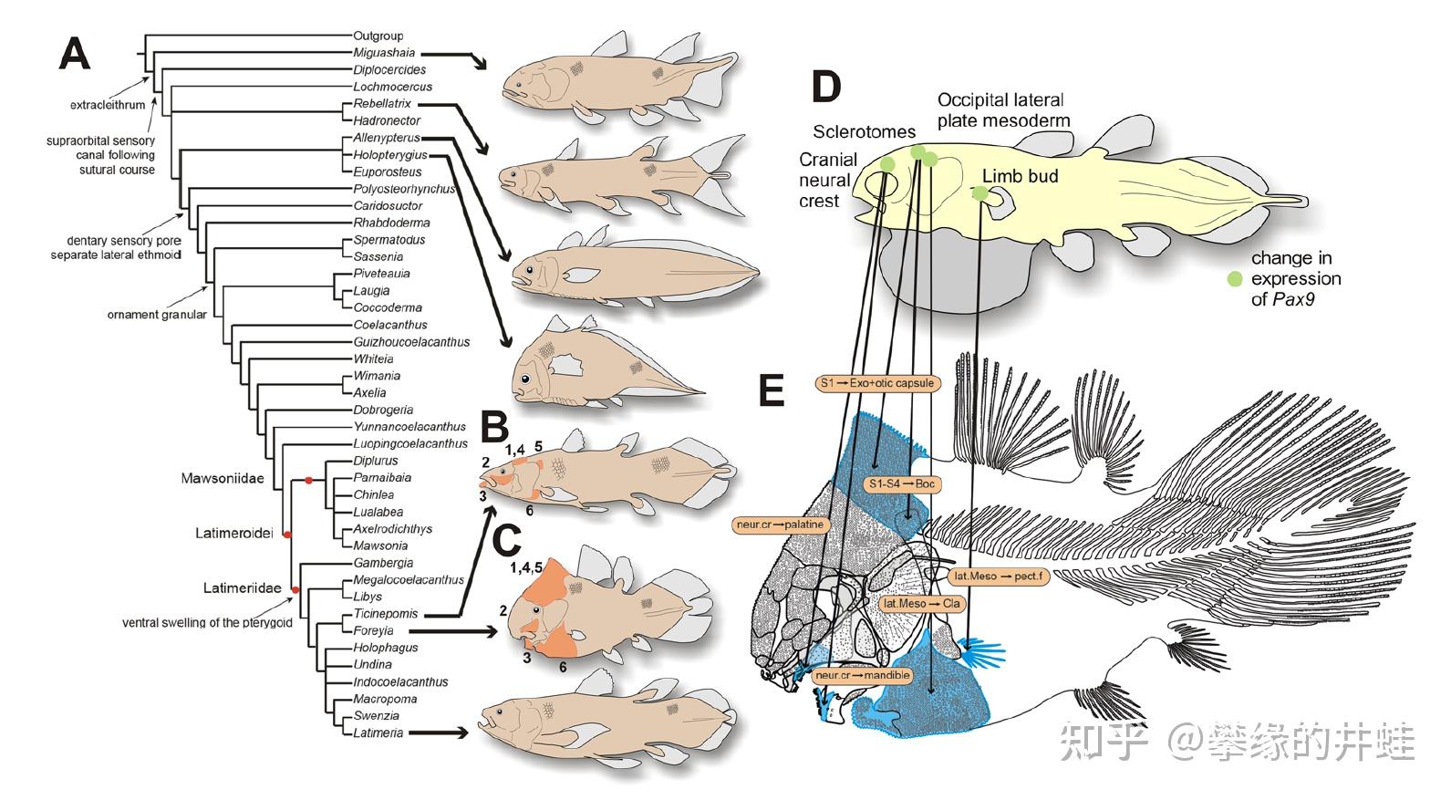 【地球演义】第二百七十九回 锦鳞记8：谁云涸辙困波臣 - 知乎