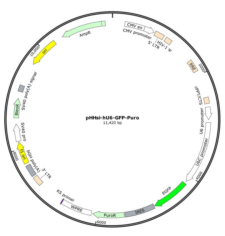 质粒库0727更新 - 知乎