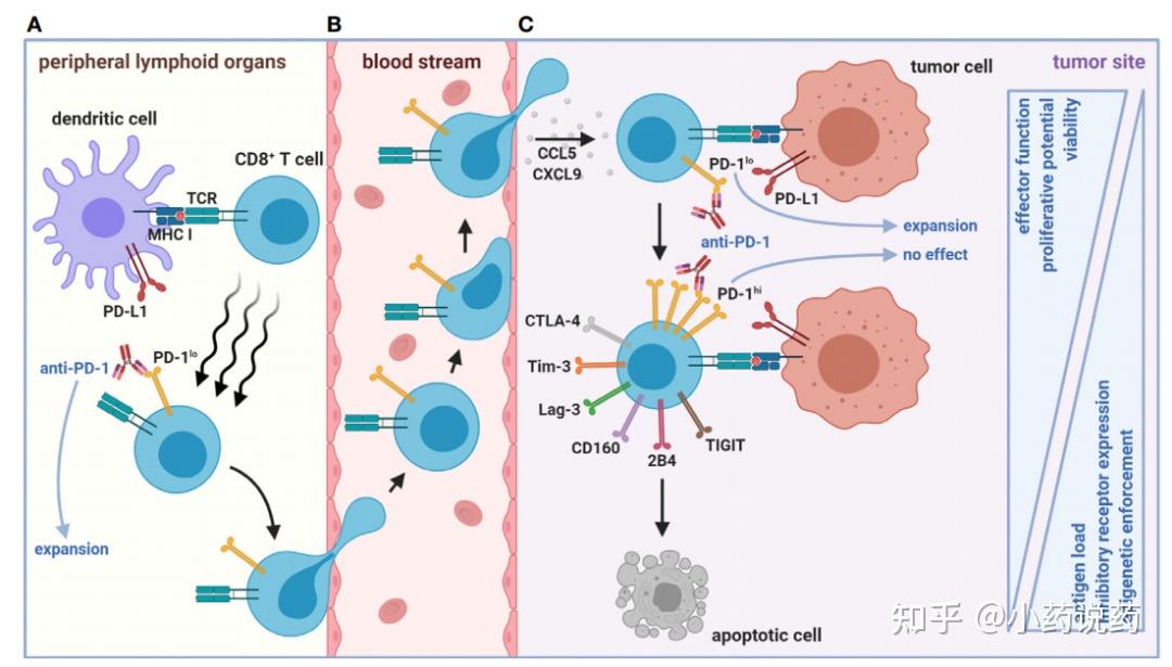 肿瘤免疫中的CD8+T细胞耗竭 - 知乎