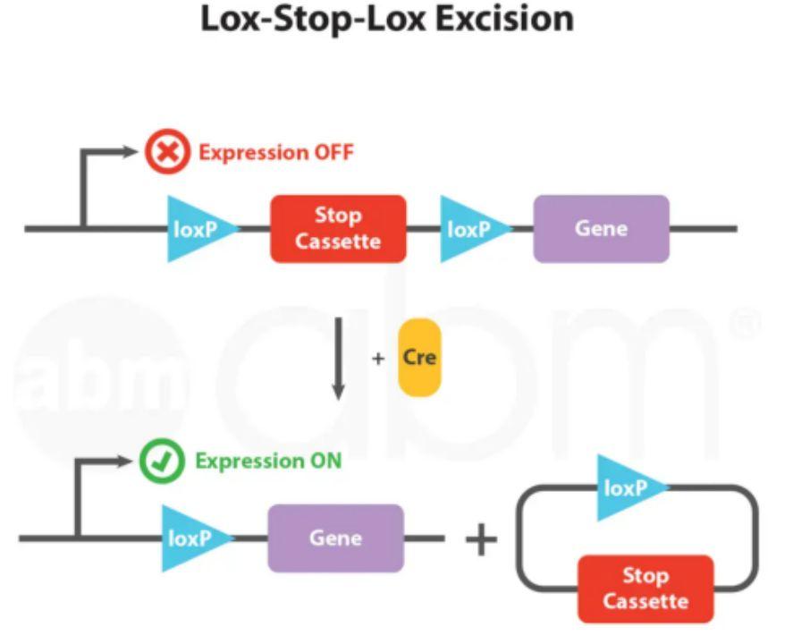 关于重组酶的一切，你想知道的都在这了丨Cre-loxP系统 - 知乎