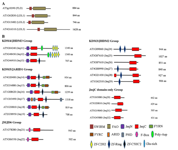 生命科学研究热点——组蛋白修饰 - 知乎