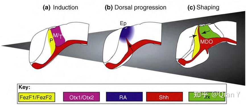 丘脑(Thalamus)之门 - 知乎