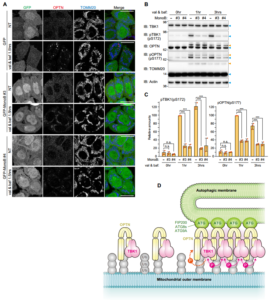 The EMBO Journal|Optineurin为TBK1的激活提供自噬接触位点 - 知乎