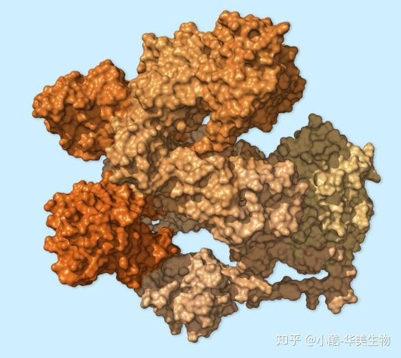 新冠非结构(nsp3/nsp5/nsp9)蛋白助力科研！ - 知乎