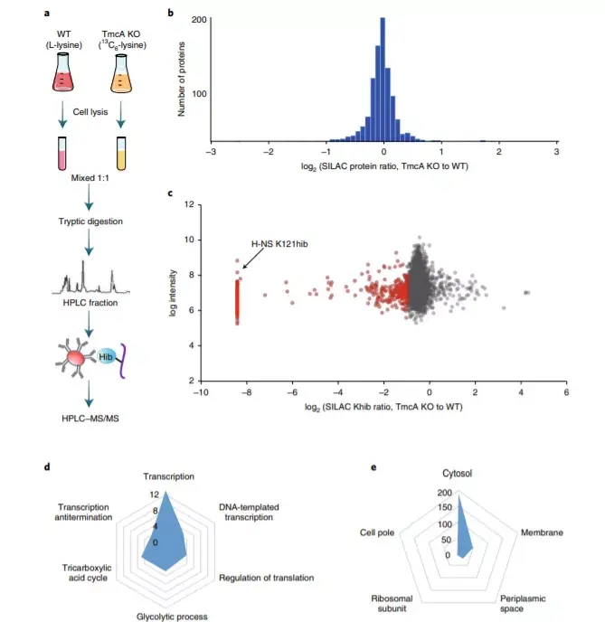 Nat Chem Biol | 天津医科大学张锴组发现赖氨酸2-羟基异丁酰化修饰酶TmcA及调控细菌耐酸新机制 - 知乎