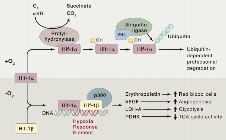 2019诺贝尔生理学或医学奖之HIF-1的发现之旅 - 知乎