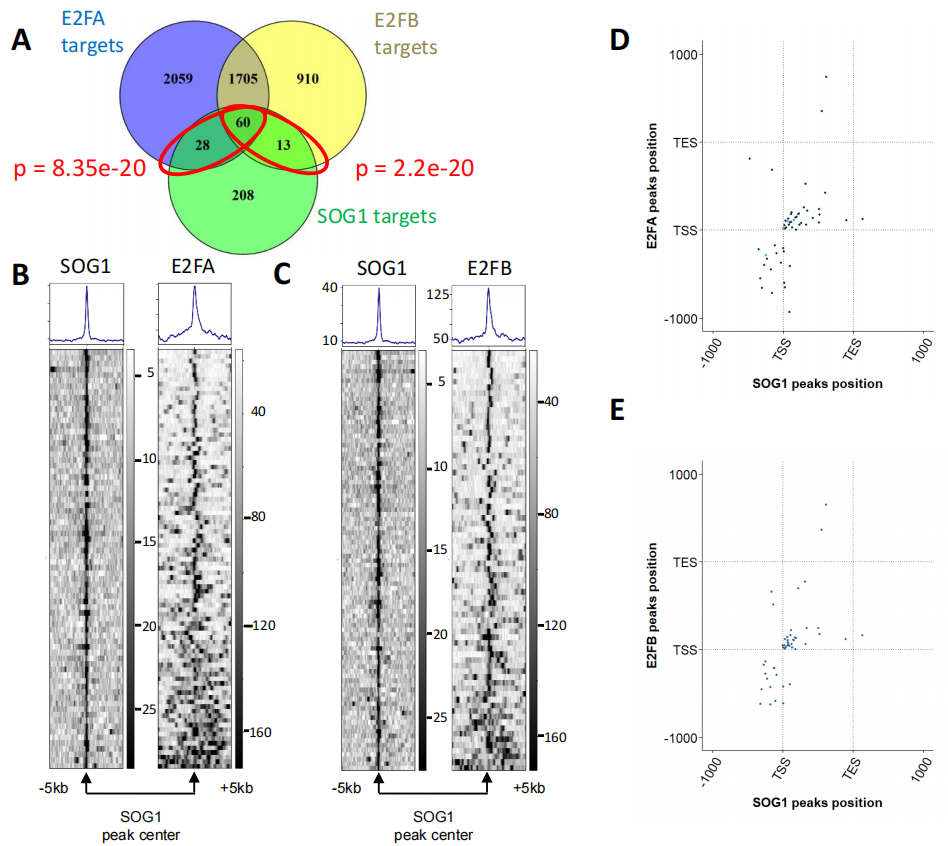 Molecular Plant | ChIP-seq+RNA-seq解析E2F转录因子在植物复制胁迫响应中的独特和互补作用 - 知乎