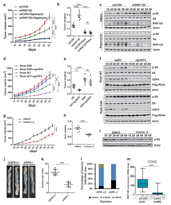 Rheb泛素化调控生长因子诱导的mTORC1激活 - 知乎