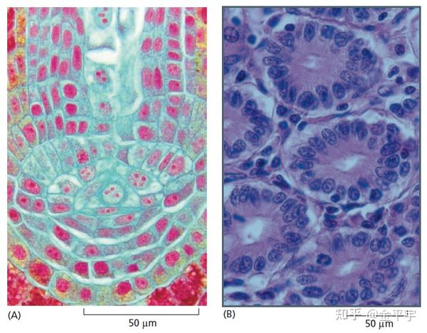 1.2 显微镜下的细胞 - 知乎