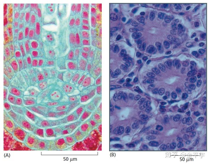 1.2 显微镜下的细胞 - 知乎
