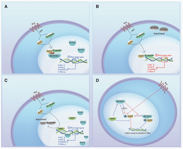 BIOI最新速递 | RUNX3：定位导向的基因组协调器 - 知乎