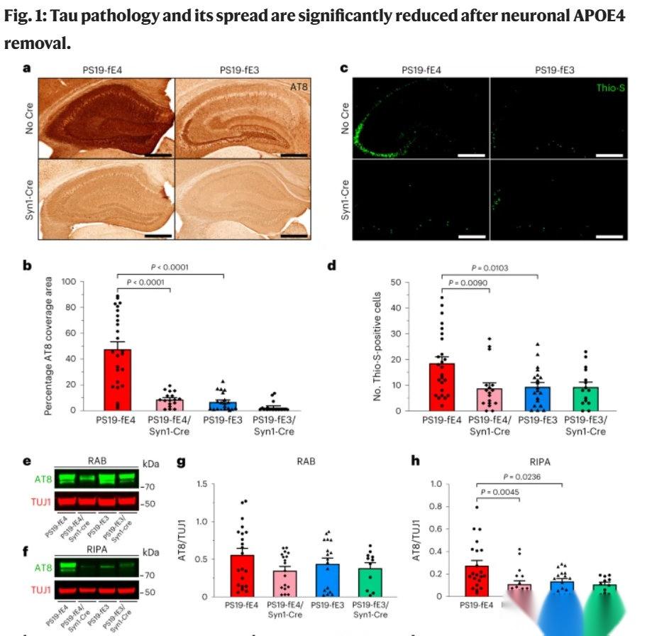 【科技前沿】APOE4——阿尔兹海默病进展的关键因子 - 知乎