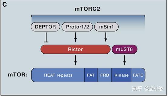 综述浅读| mTOR到底是个啥 - 知乎