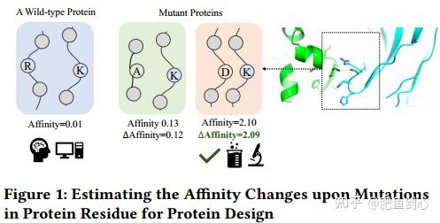 论文笔记30|Geometric graph learning for protein mutation effect - 知乎
