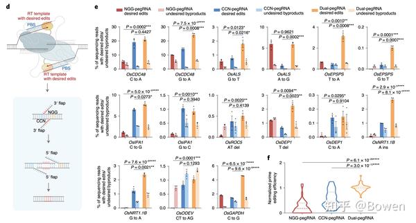 先导编辑（Prime Editing）新策略 - 知乎