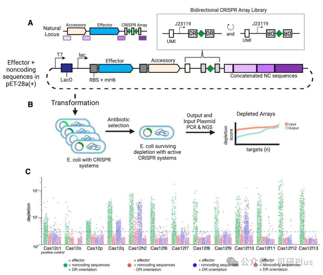 重磅！张锋公司发现12种全新CRISPR-Cas12亚型，其中一种几乎不需要PAM！ - 知乎