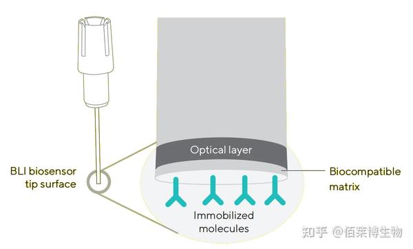BLI应用案例：利用BLI技术进行小分子药物筛选 - 知乎