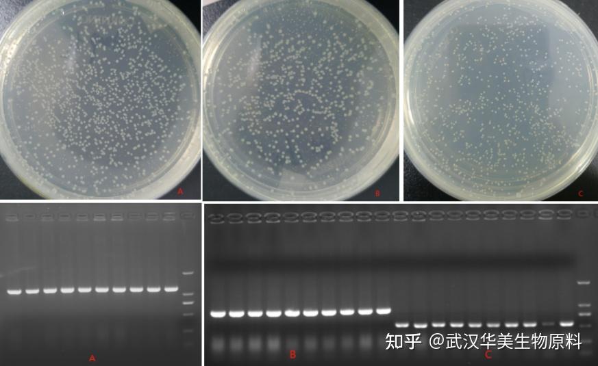无缝克隆试剂盒,让载体构建更轻松! 知乎