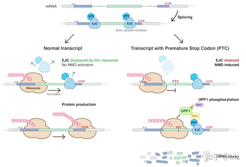Nat Comm | RNA的质量控制途径—无义调节的mRNA降解靶向细胞核病毒的RNA以限制KSHV - 知乎
