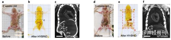 Nature Methods: 新一代隐身HYBRiD技术可视化动物全身组织，助力科学研究 - 知乎
