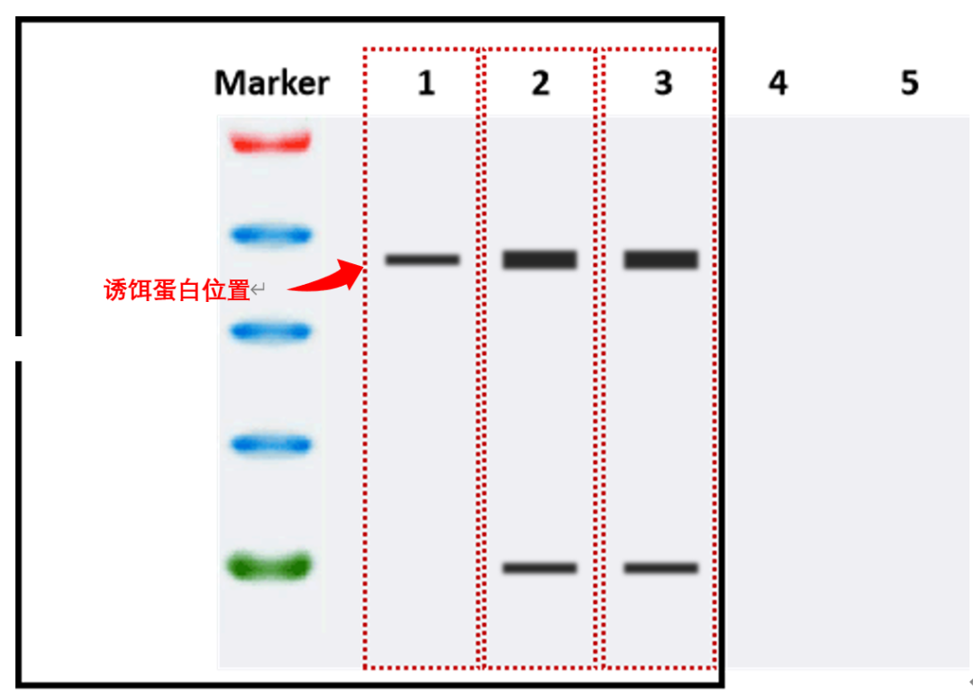 一文读懂 | IP-WB的实验流程和结果解析 - 知乎