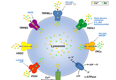 单细胞分泌因子检测？ELISPOT技术来啦 - 知乎