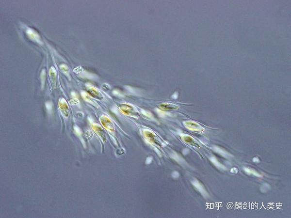【地球生物全系列——从单细胞到人类】原生生物界—不等鞭毛门 - 知乎