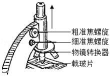 显微镜的结构和使用 - 知乎