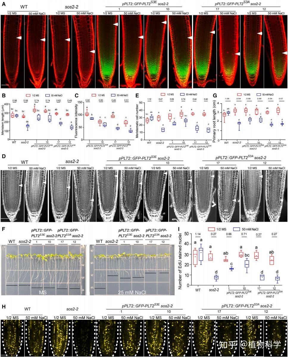 中国农业大学郭岩教授团队揭示盐胁迫下SOS2-PLT1/2模块维持根系分生组织活性的分子机制 - 知乎