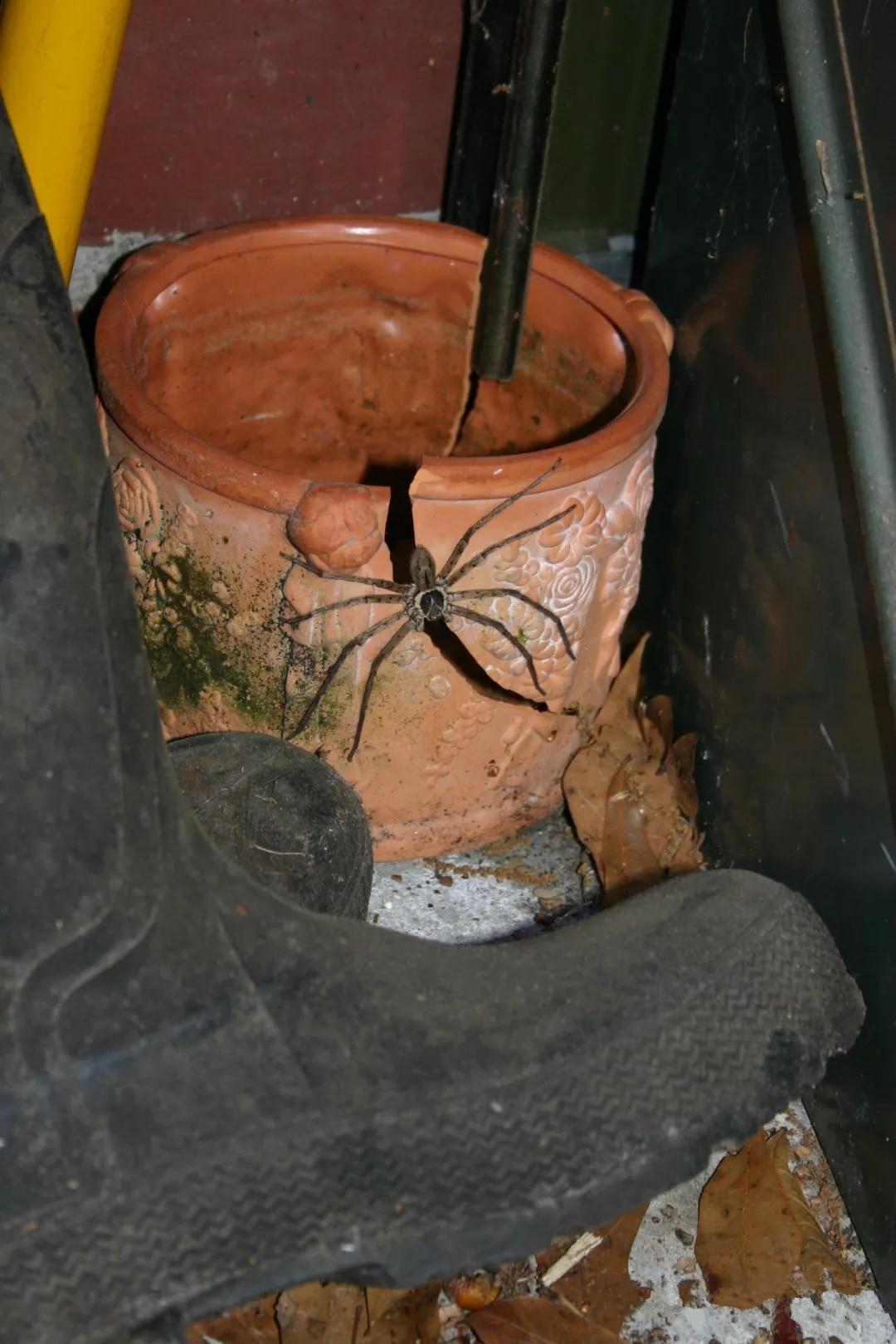 外形恐怖的大蜘蛛 却是除蟑螂的好猎手 - 知乎