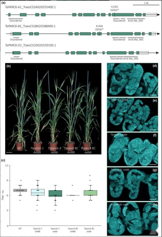 【New Phytol】PARC6的突变增加了小麦胚乳淀粉体大小从而影响淀粉颗粒形态 - 知乎