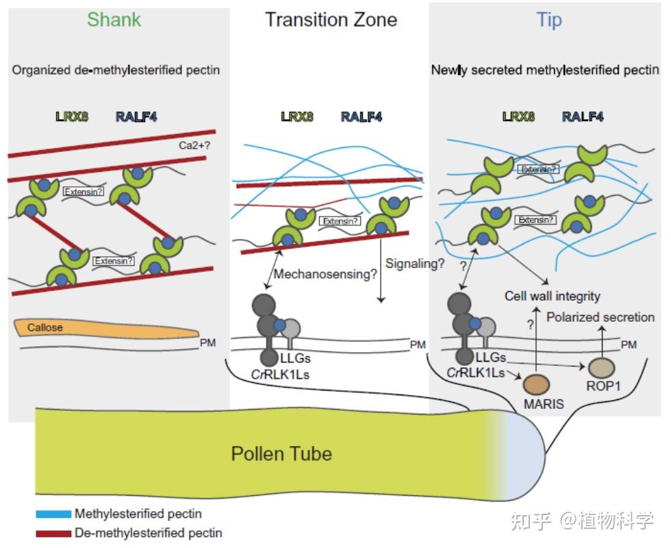 Science｜重大突破！植物RALF4新功能，作为细胞壁结构成分 - 知乎