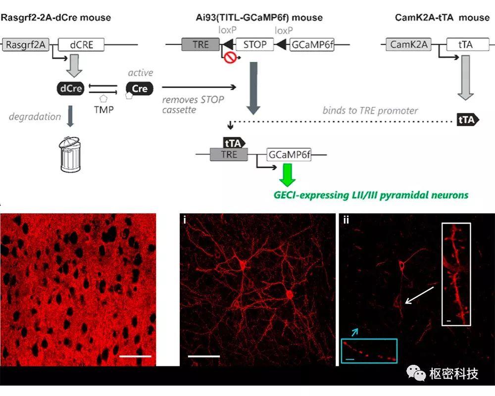 神经细胞稀疏标记方法有哪些？稀疏标记病毒该如何选择？ - 知乎