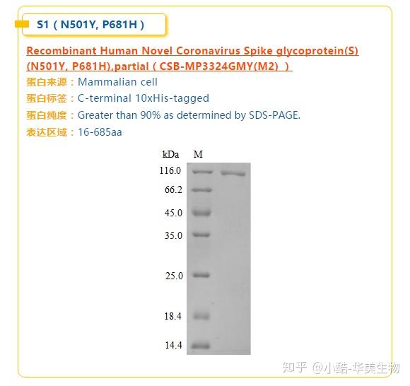 病毒变了又变，N501Y，P681H突变体蛋白高效率上新发布！ - 知乎