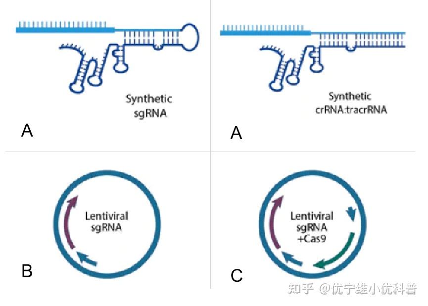 CRISPR KO Total Solution | 如何快速定位适合您的guide RNA？ - 知乎