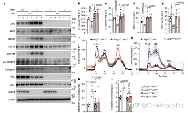 代谢学人--Nature: 驱逐胆固醇，Asgr1有奇效！ - 知乎