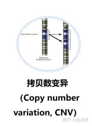 CNV变异检测软件cnvnator - 知乎