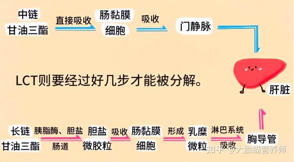 脂肪的一生（三）：MCT的妙用 - 知乎